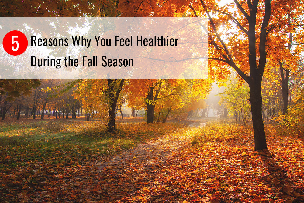 5 Reasons Why You Feel Healthier During the Fall Season – Sunnydaze Decor